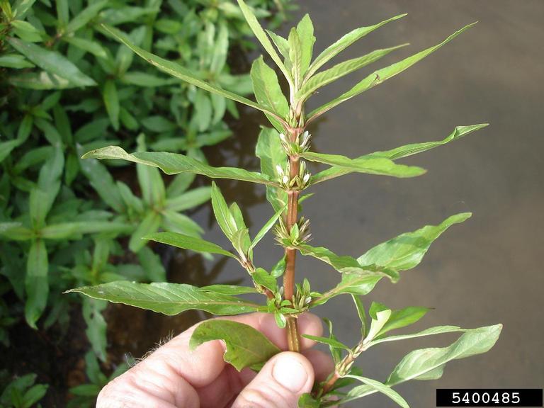 yerba de hicotea (Hygrophila costata Nees)