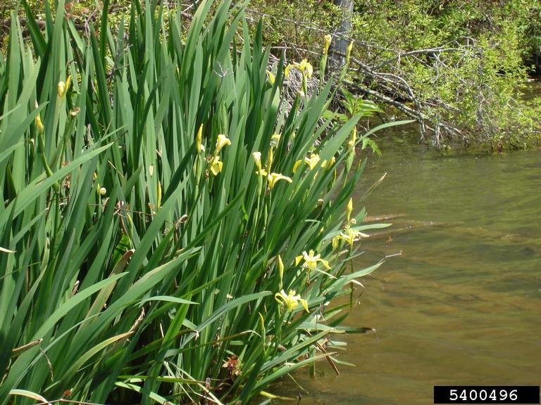 pale yellow iris, yellow flag iris (Iris pseudacorus L.)