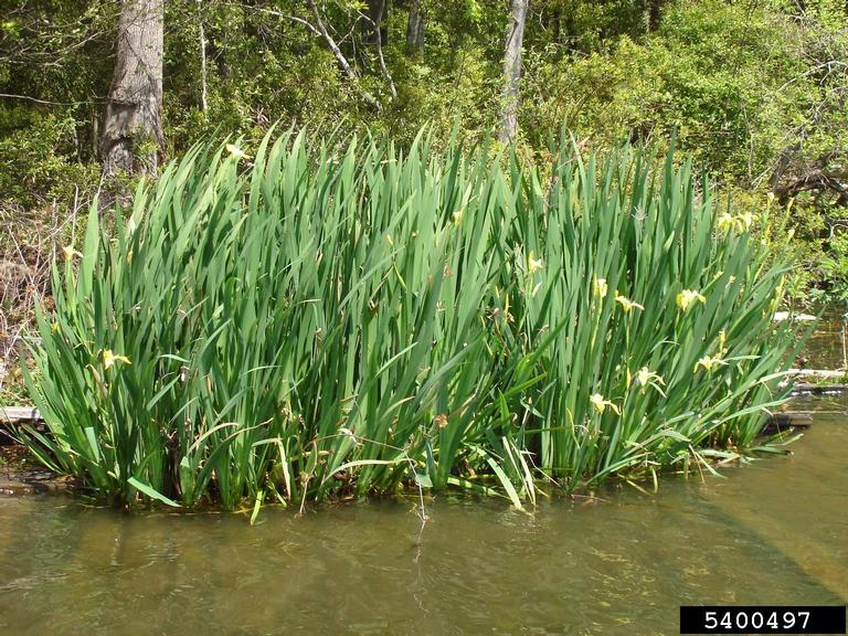 pale yellow iris, yellow flag iris (Iris pseudacorus L.)
