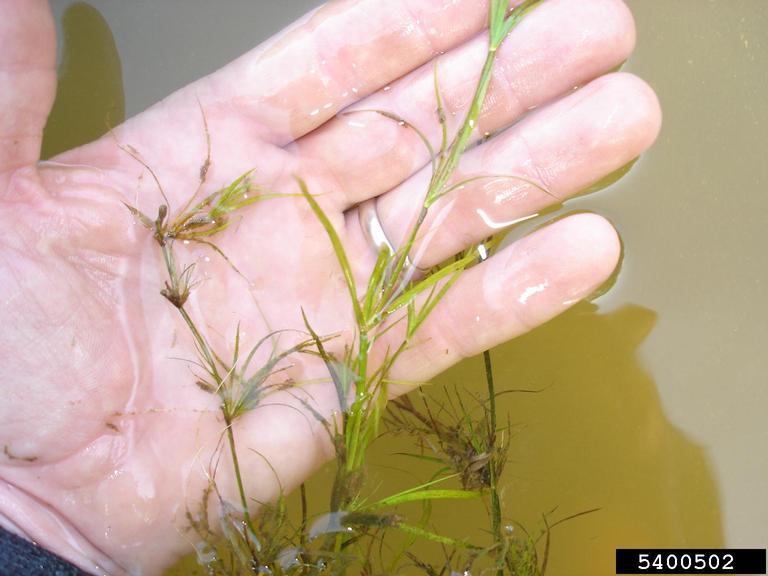 lesser creeping rush, Juncus repens (Juncales: Juncaceae) - 5400502