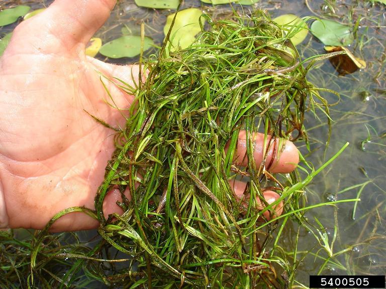 lesser creeping rush (Juncus repens)