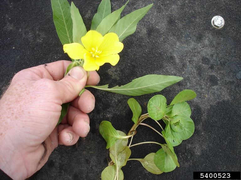 creeping waterprimrose (Ludwigia peploides (Kunth) Raven)