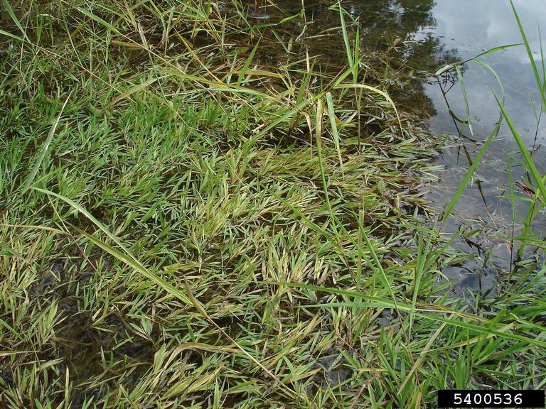 Horton Watergrass