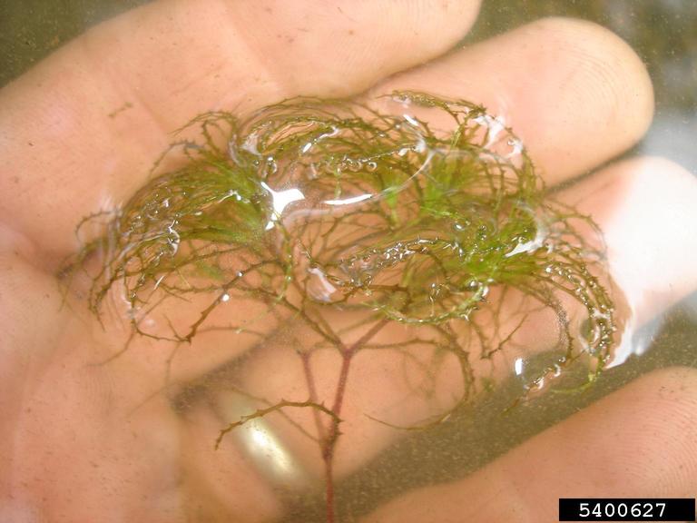 brittleleaf naiad (Najas minor All.)