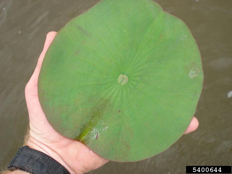 lotus (Genus Nelumbo)
