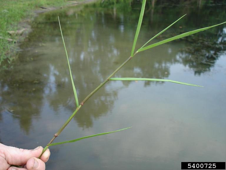 torpedograss (Panicum repens L.)