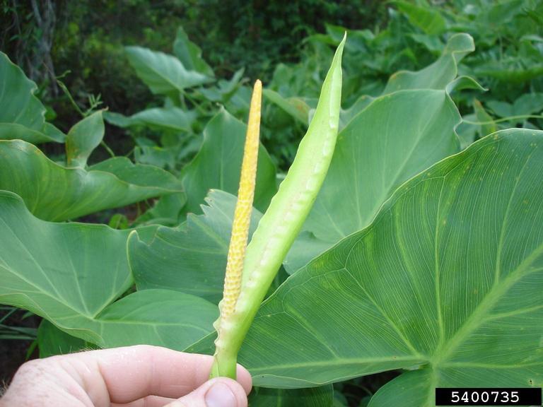 arrow-arum (Peltandra virginica)