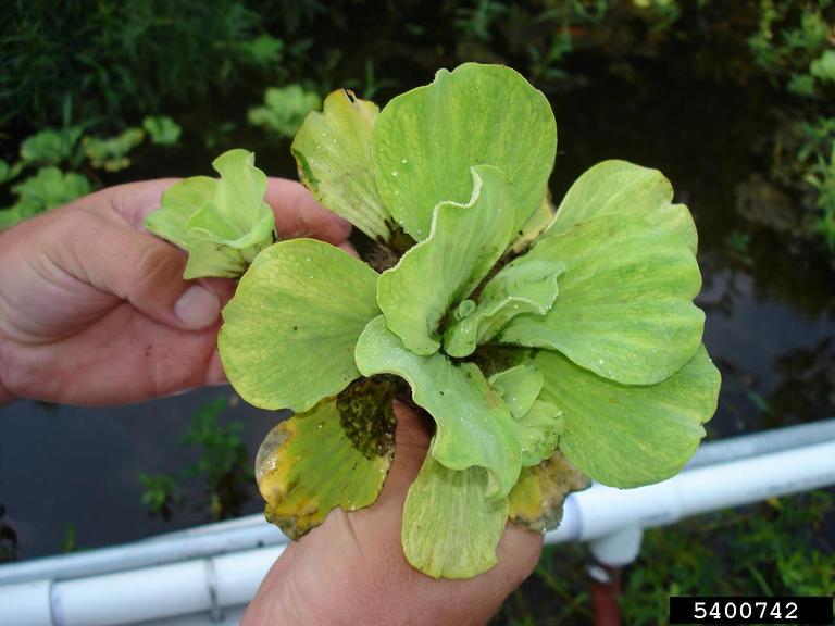 water lettuce (Pistia stratiotes L.)