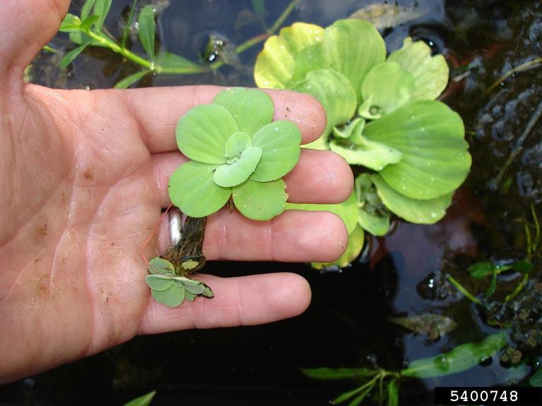 water lettuce (Pistia stratiotes L.)