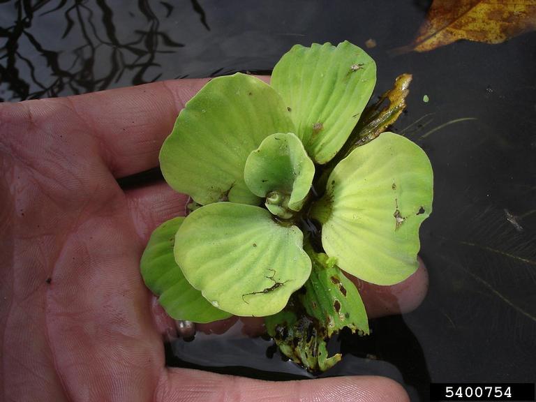 water lettuce (Pistia stratiotes L.)