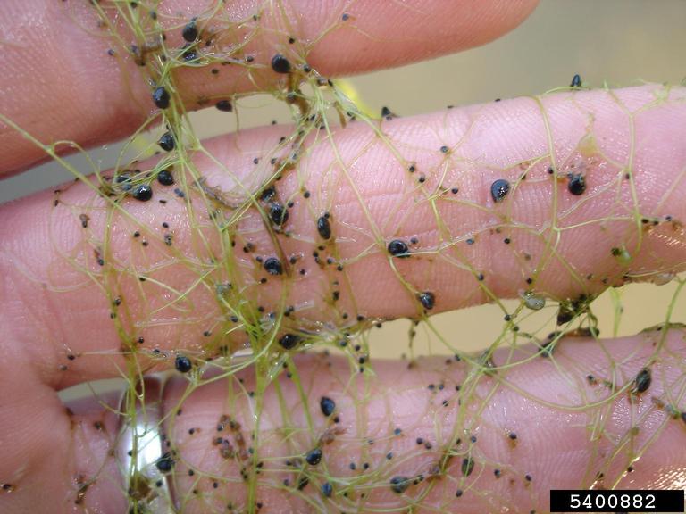 Utricularia Gibba Carnivorous Plant Packs Big Wonders Into Tiny Genome