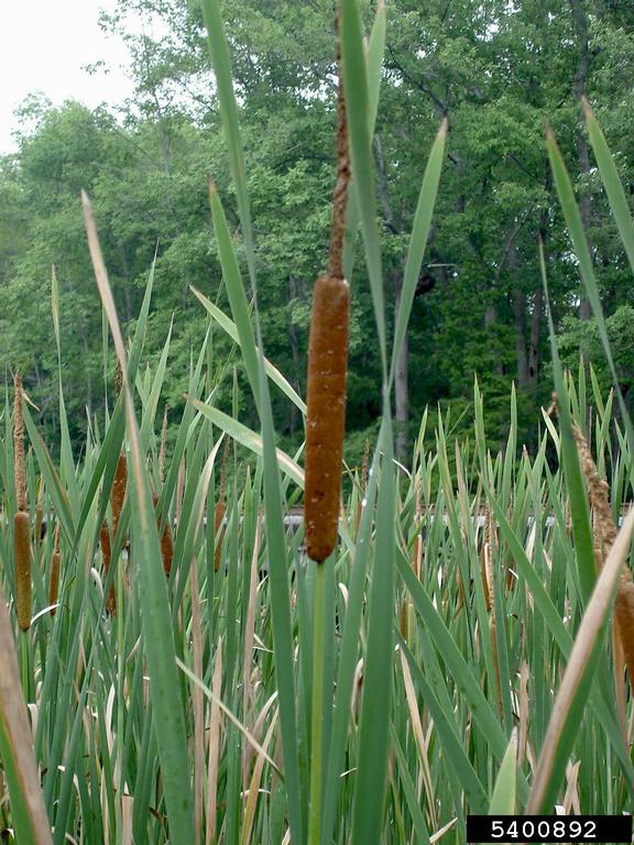 cattail (Genus Typha L.)