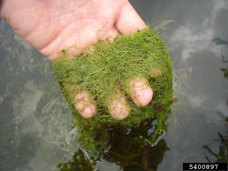 bladderwort (Genus Utricularia Linnaeus)