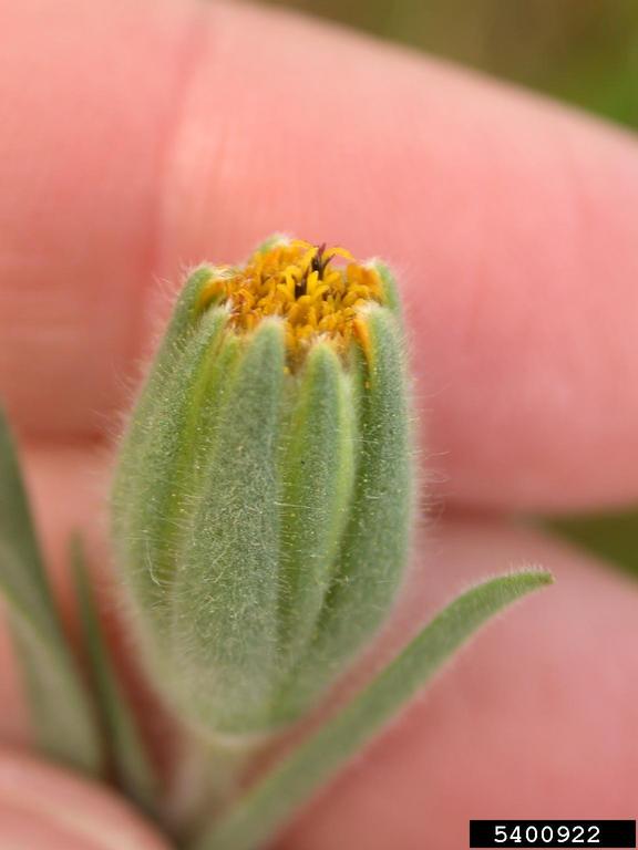 blow wives (Achyrachaena mollis)