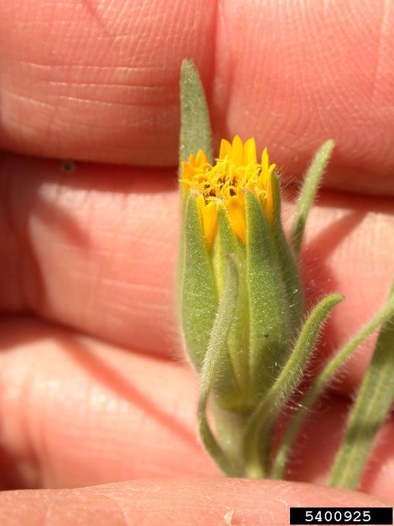 blow wives (Achyrachaena mollis Schauer)