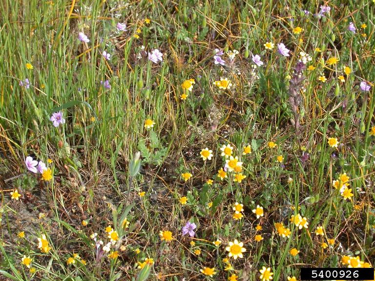 blow wives (Achyrachaena mollis Schauer)