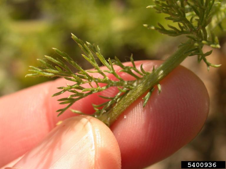 stinking chamomile (Anthemis cotula L)