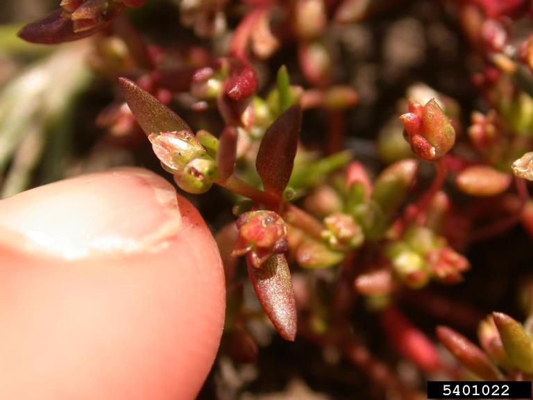 water pygmyweed (Crassula aquatica)