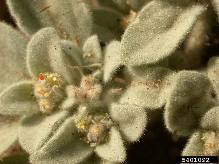 Turkey mullein (Croton setiger Hook)