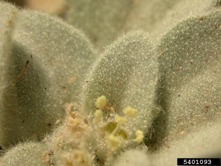 Turkey mullein (Croton setiger)