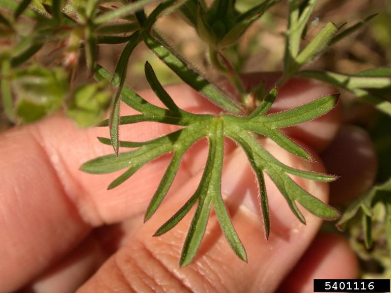 cutleaf geranium (Geranium dissectum L.)