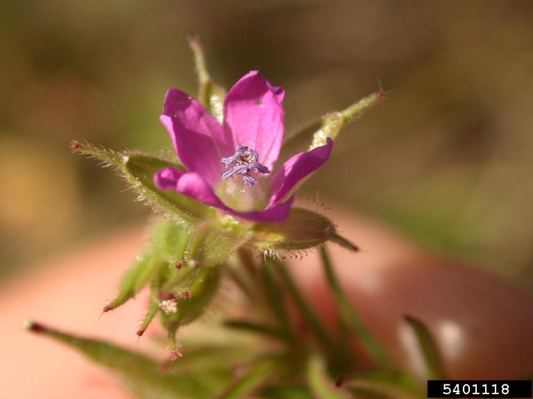 cutleaf geranium (Geranium dissectum L.)