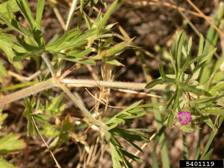 cutleaf geranium (Geranium dissectum L.)