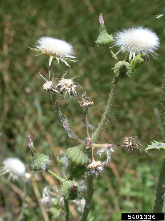 spiny sowthistle (Sonchus asper (L.) Hill)