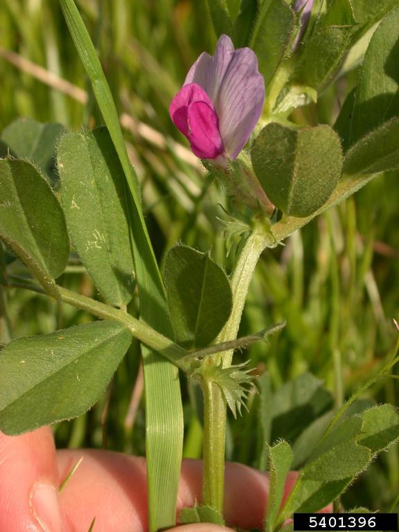 common vetch (Vicia sativa Linnaeus)