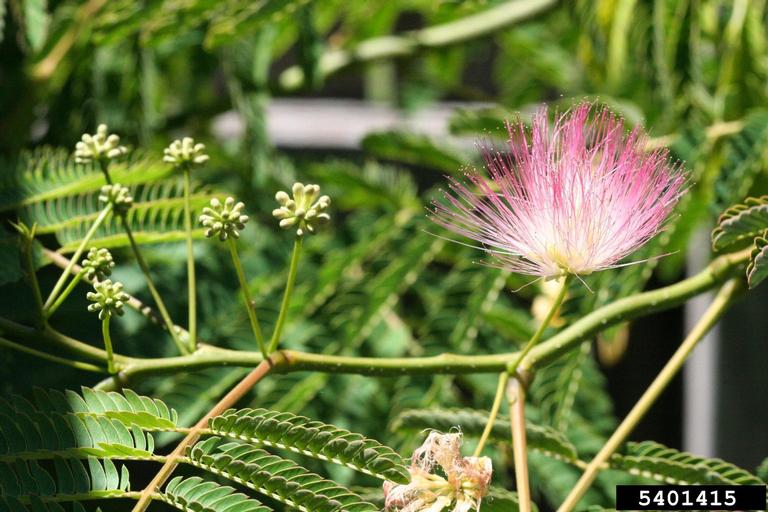 mimosa (Albizia julibrissin Durazz.)