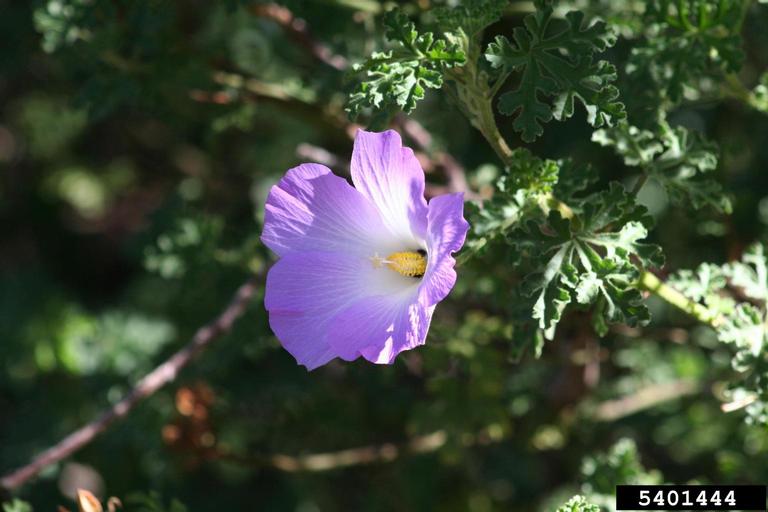 blue hibiscus (Alyogyne huegelii)