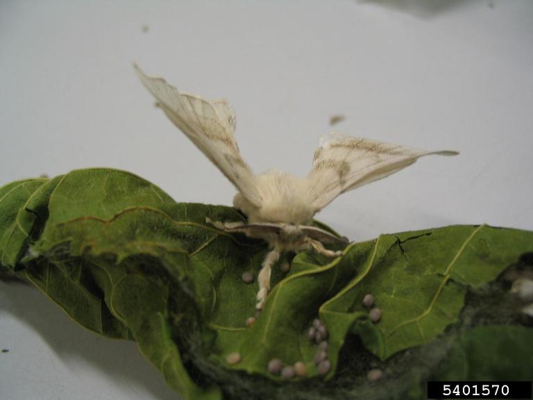 silkworm (Bombyx mori (Linnaeus))