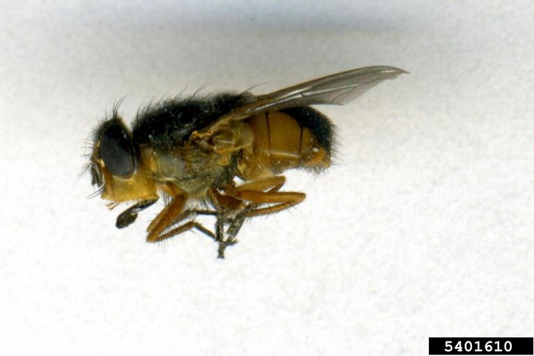 lesser brown blowfly (Calliphora dubia (Macquart, 1855))