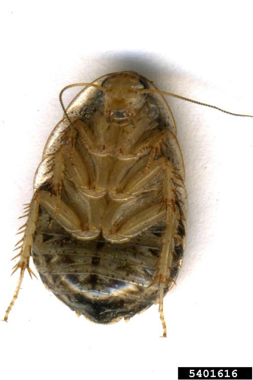 cockroach (Genus Calolampra Saussure, 1893)