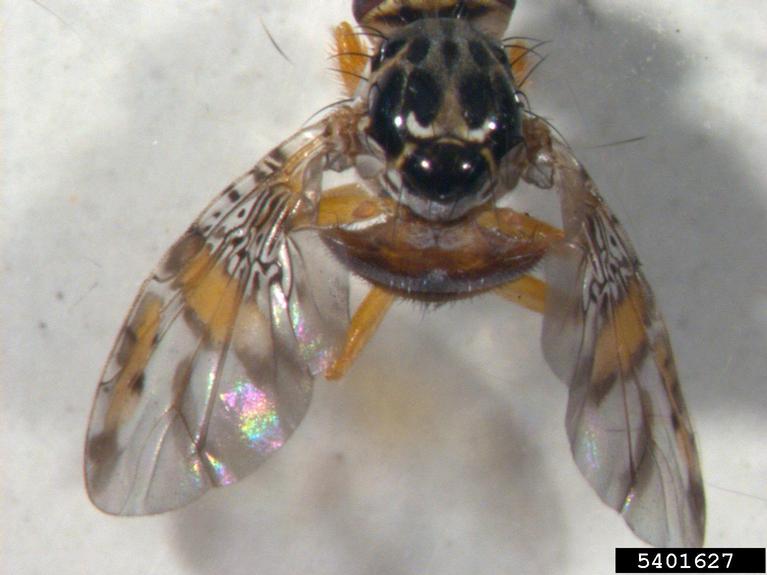 Mediterranean fruit fly, Medfly (Ceratitis capitata)