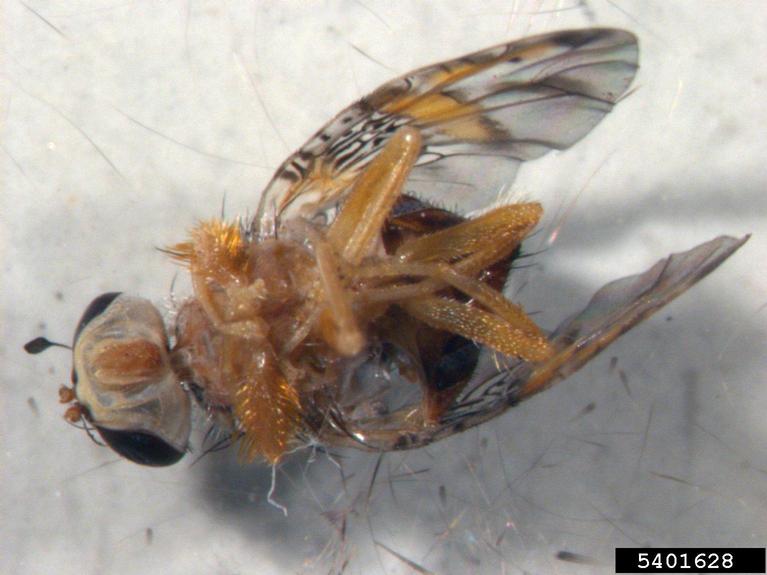 Mediterranean fruit fly, Medfly (Ceratitis capitata (Wiedemann, 1824))