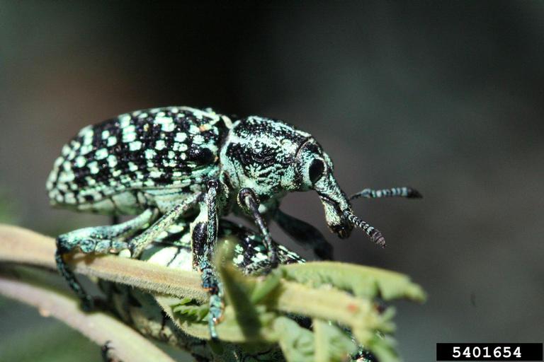 Botany Bay diamond weevil (Chrysolopus spectabilis (Fabricius, 1775))