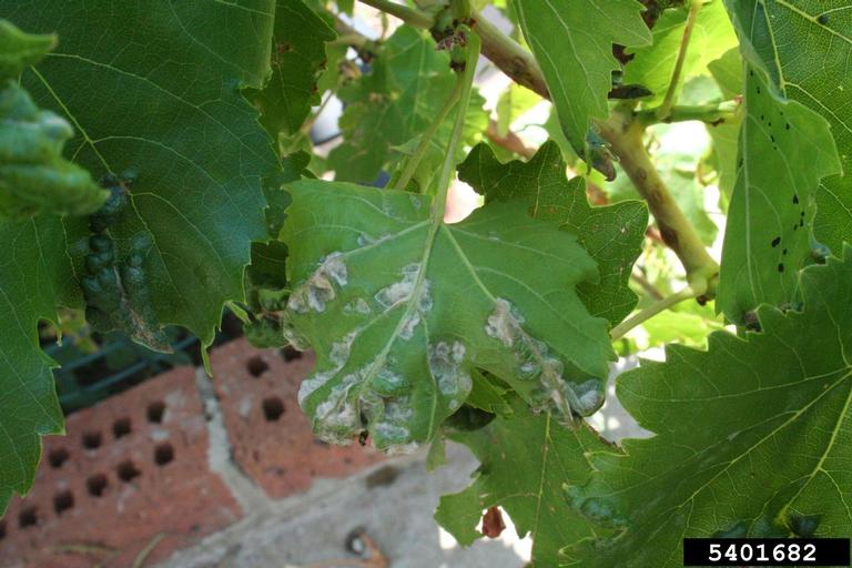 grape erineum mite (Colomerus vitis)