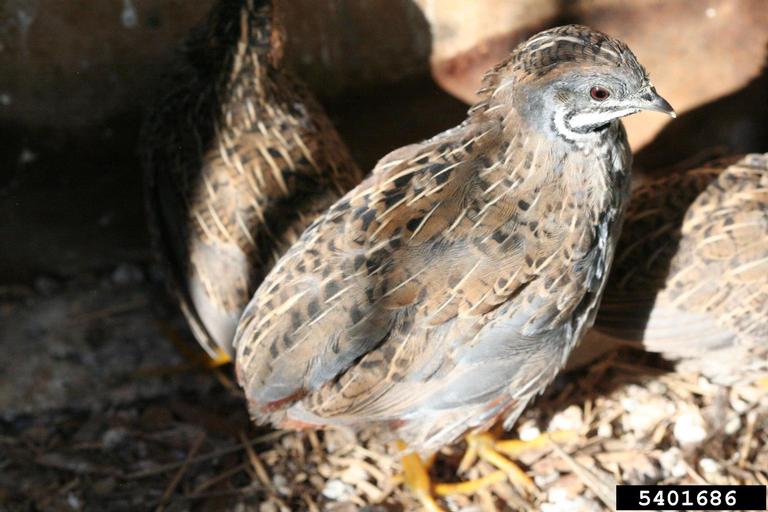 Blue-breasted Quail (Coturnix chinensis Linnaeus, 1766)