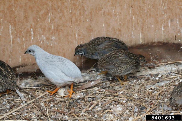 Blue-breasted Quail (Coturnix chinensis Linnaeus, 1766)