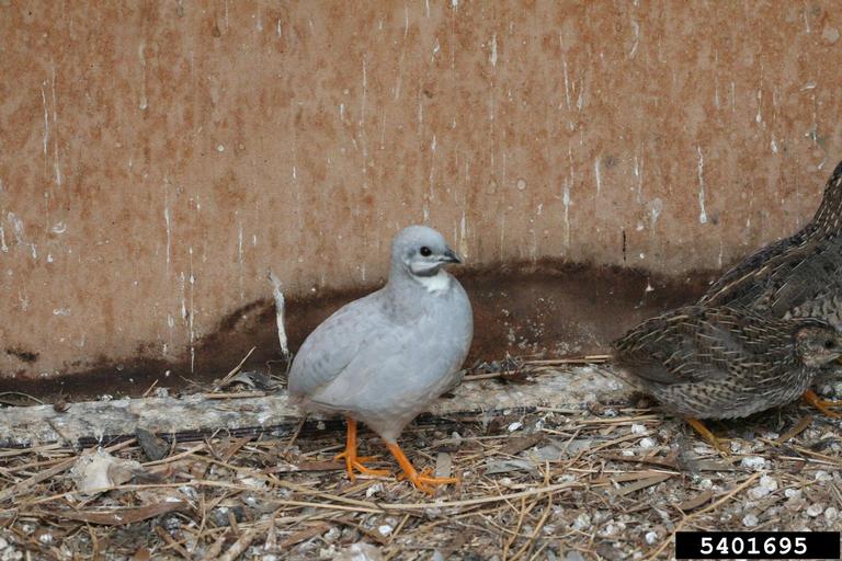 Blue-breasted Quail (Coturnix chinensis Linnaeus, 1766)