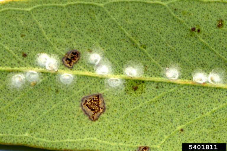 Red gum lerp (Glycaspis brimblecombei Moore)