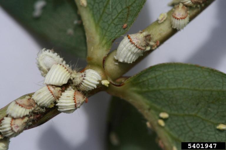 cottony cushion scale (Icerya purchasi)