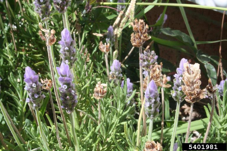 French Lavender (Lavandula dentata L.)