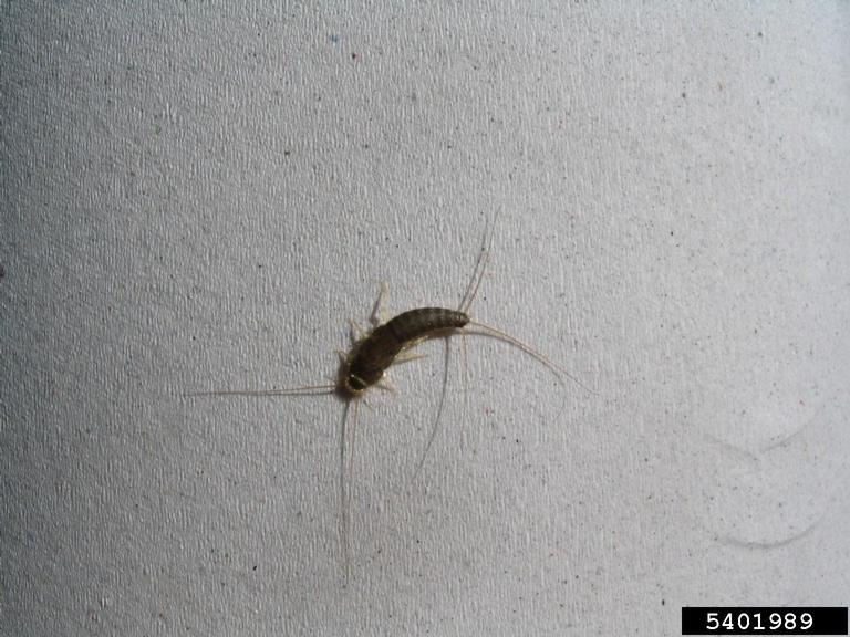 small blue silverfish (Lepisma saccharina Linnaeus, 1758)