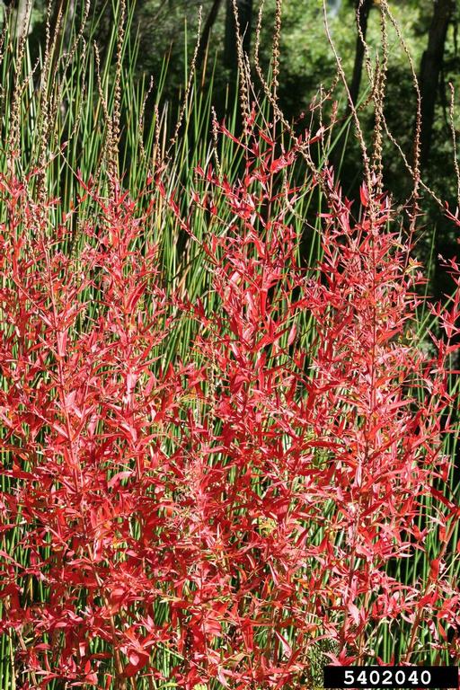 purple loosestrife (Lythrum salicaria)