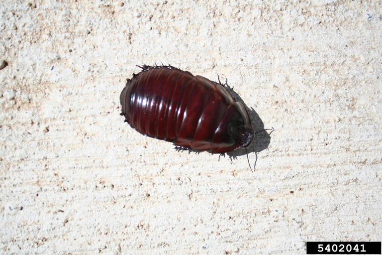Rhinoceros cockroach (Macropanesthia rhinoceros Saussure, 1895)