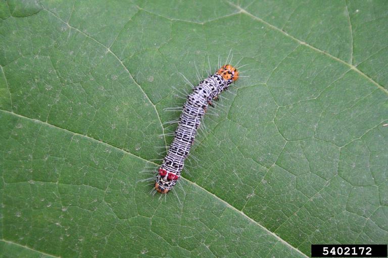 Noctuid moth (Phalaenoides glycinae Lewin 1805)