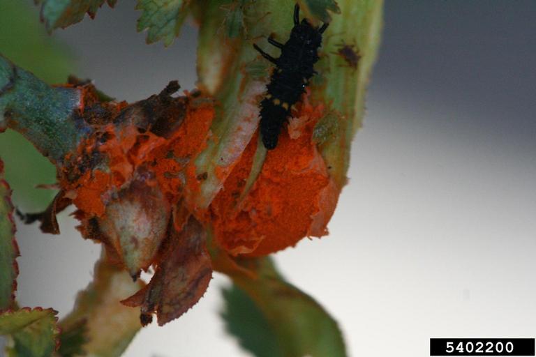rose rust (Phragmidium mucronatum (Pers.) Schltdl.)