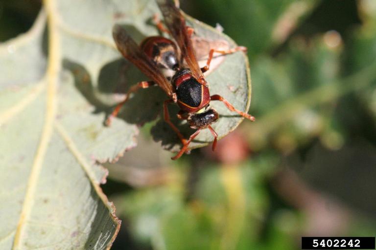 paper wasp (Polistes humilis synoecus Saussure, 1853)